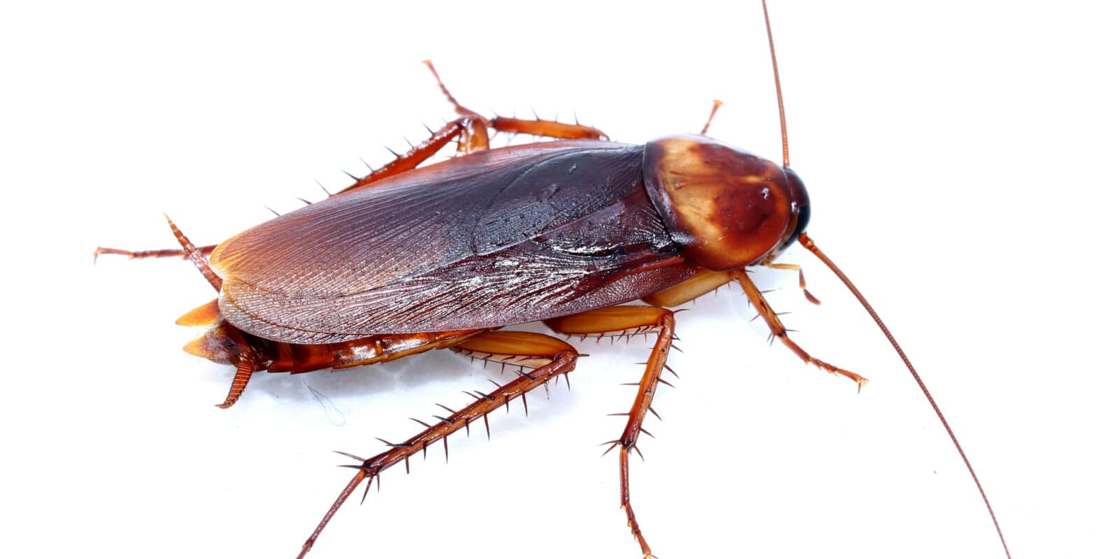 Cafard : contrôle du nuisible grâce à une approche de lutte intégrée