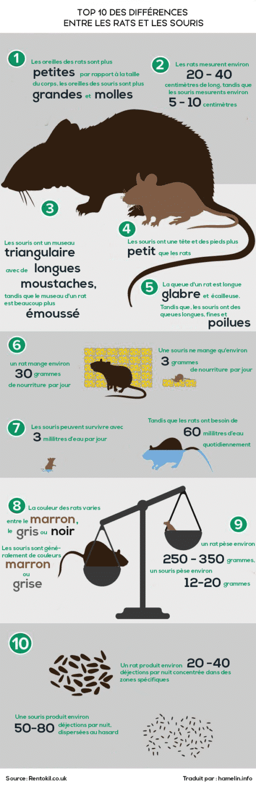 Le rat brun et rat noir : des rongeurs envahissants | Hamelin.info