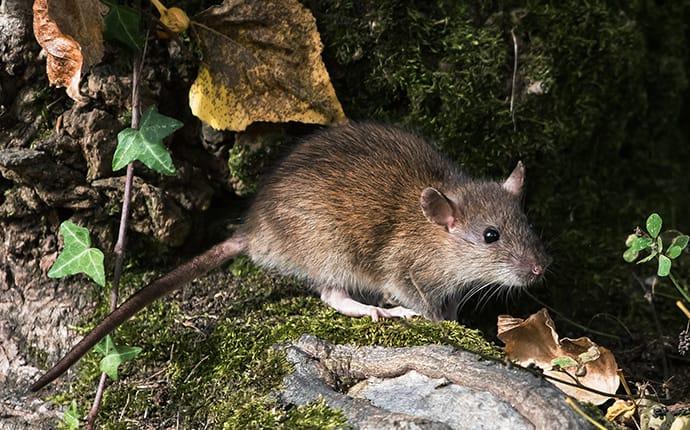 Le rat brun et rat noir : des rongeurs envahissants | Hamelin.info